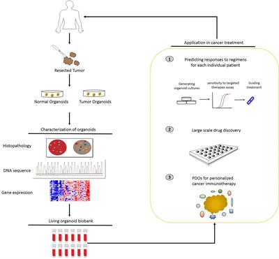 Frontiers | Patient-Derived Organoids in Precision Medicine: Drug Screening, Organoid-on-a-Chip ...